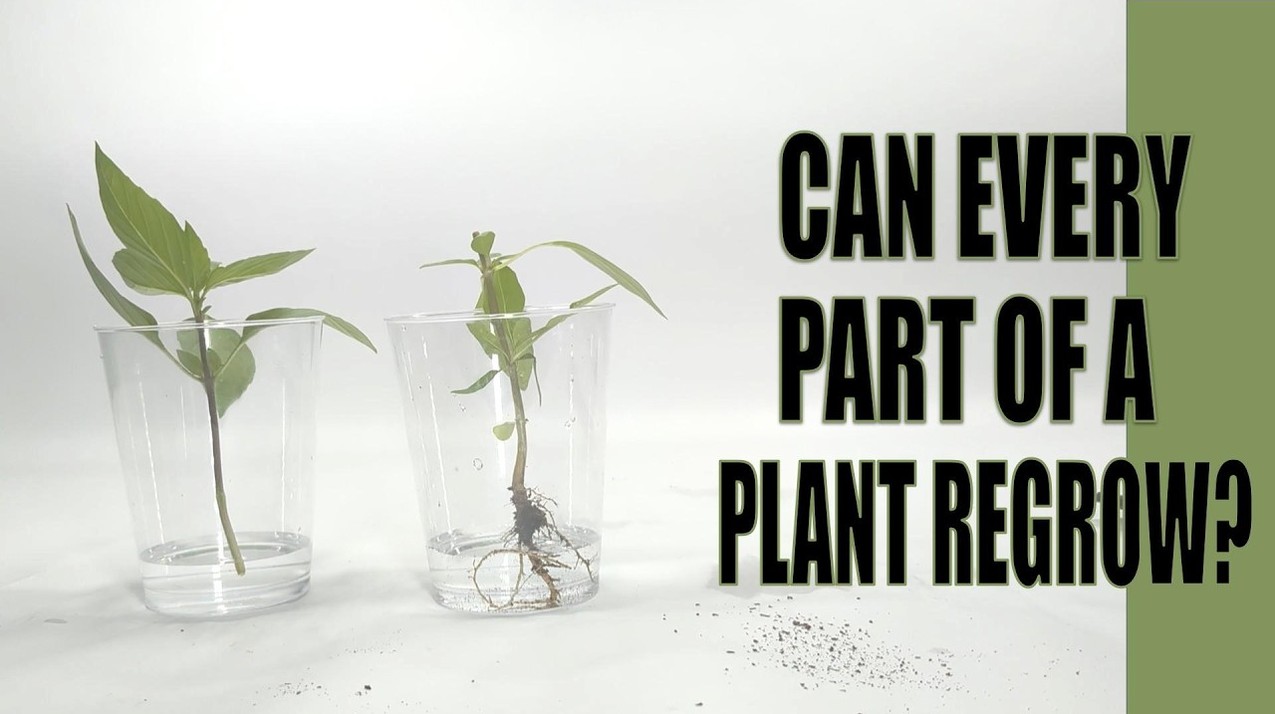 Plant Stem Cell Regeneration | Science Project