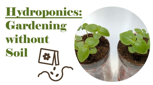 Hydroponics: Gardening Without Soil | Science Project
