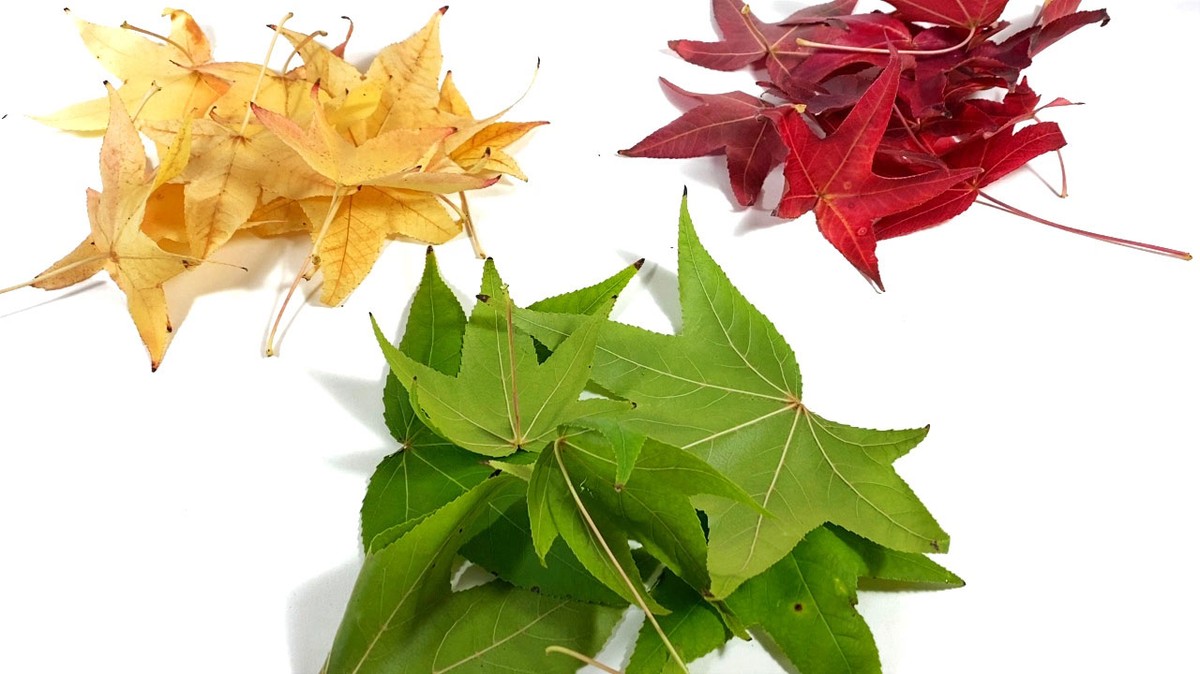 Find the Hidden Colors of Leaves | STEM Activity