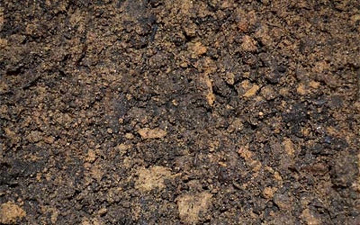 Are There Dangerous Levels of Lead in Local Soil? | Science Project
