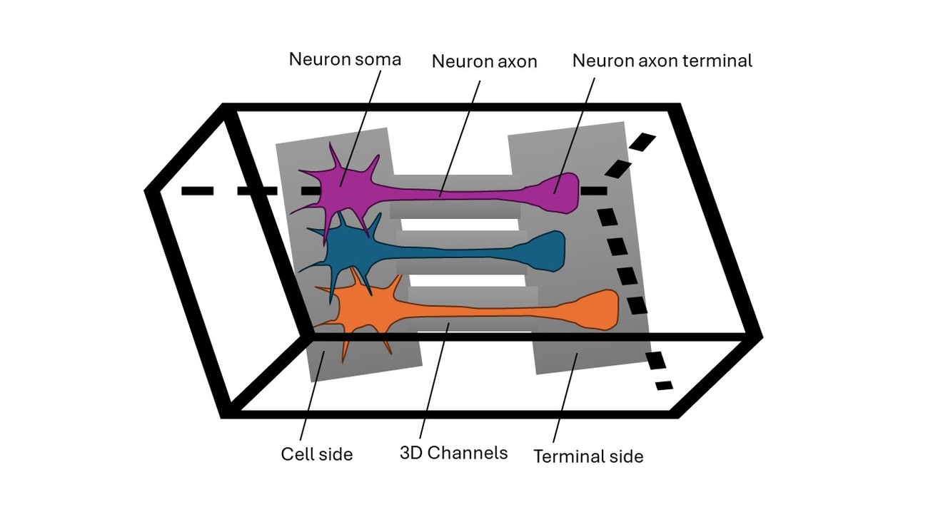 How to Build and Design Your Own Microfluidic Device at Home | Science ...