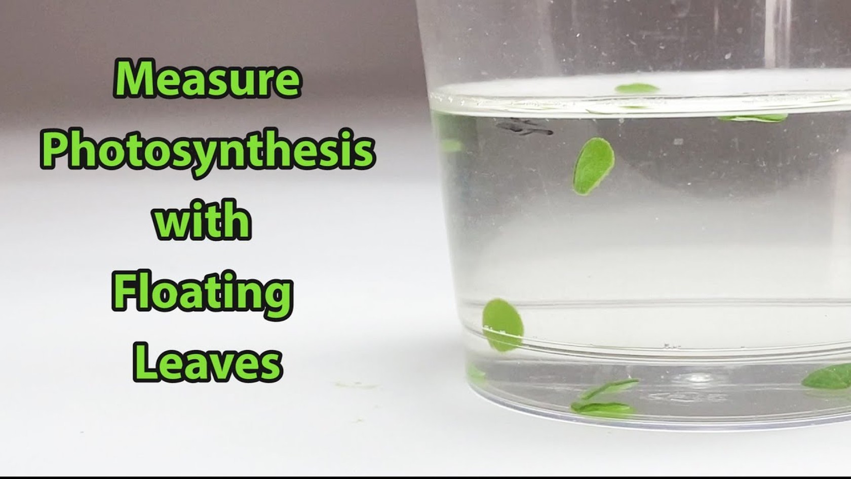 Study Photosynthesis with the Floating Leaf Disk Assay | Lesson Plan