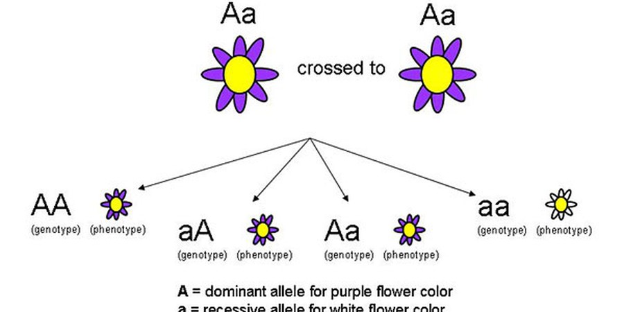 Genetics & Genomics Science Experiments