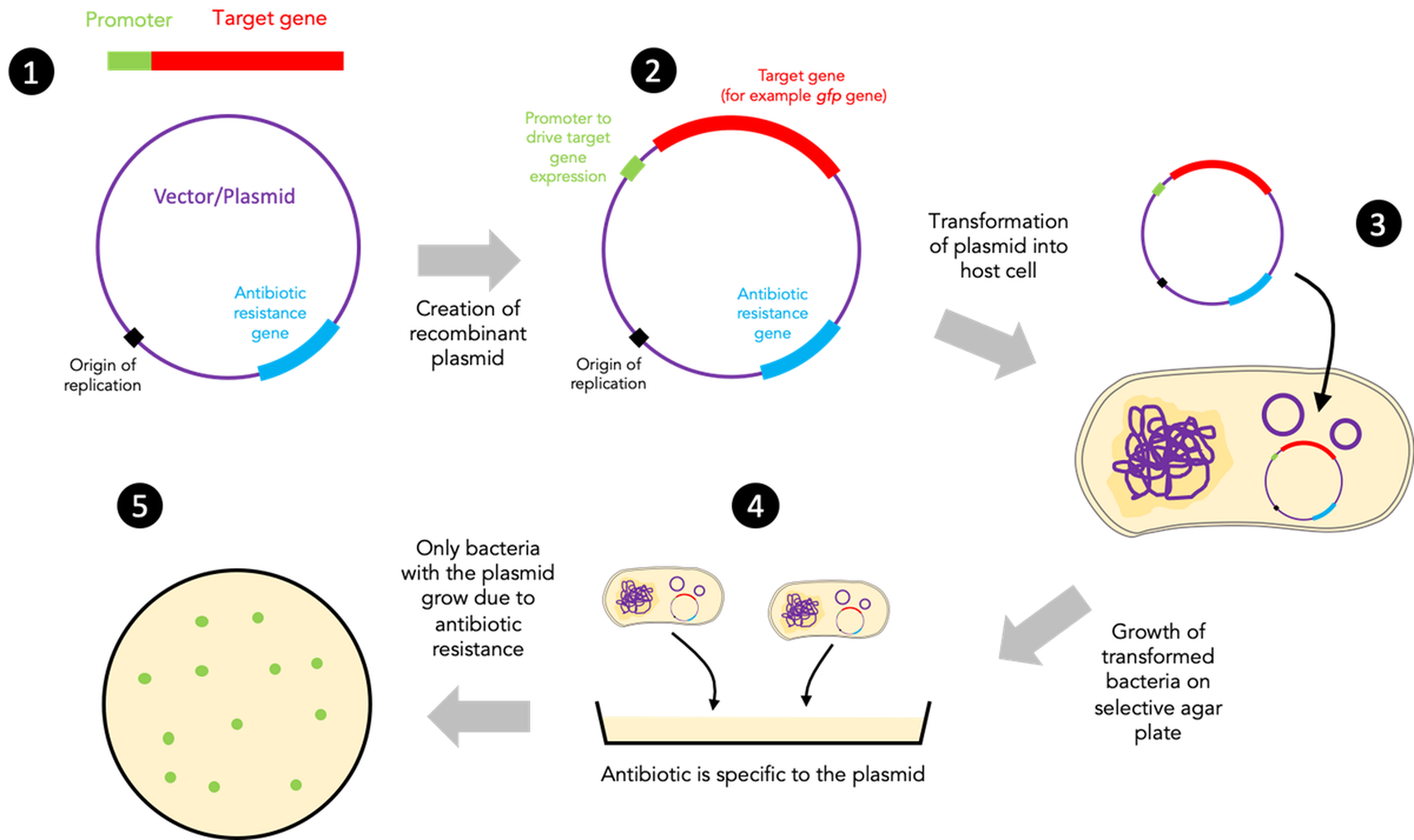 Genetic Engineering to Create Glowing Bacteria | Science Project
