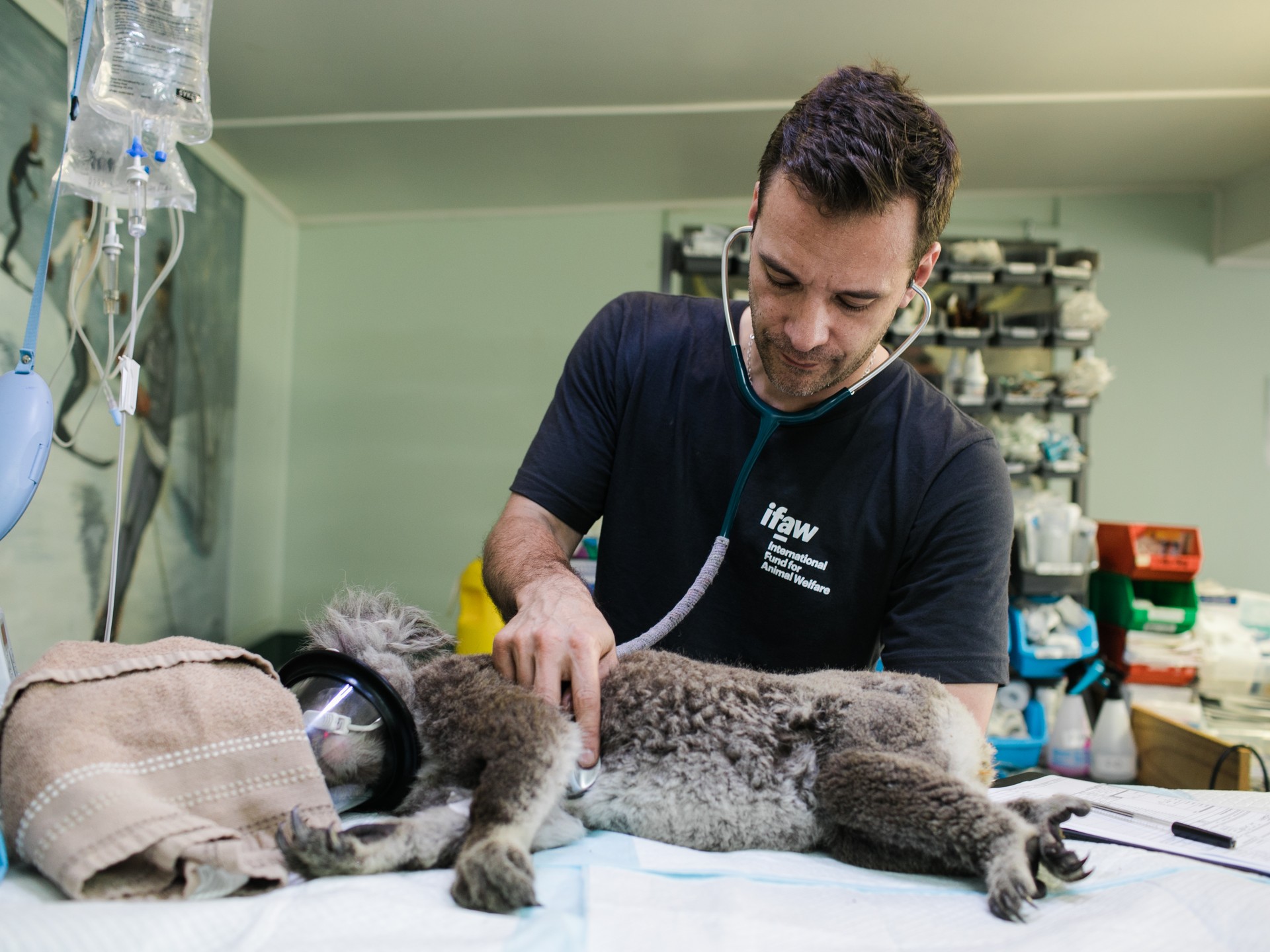 Veterinarian | Science & Engineering Career