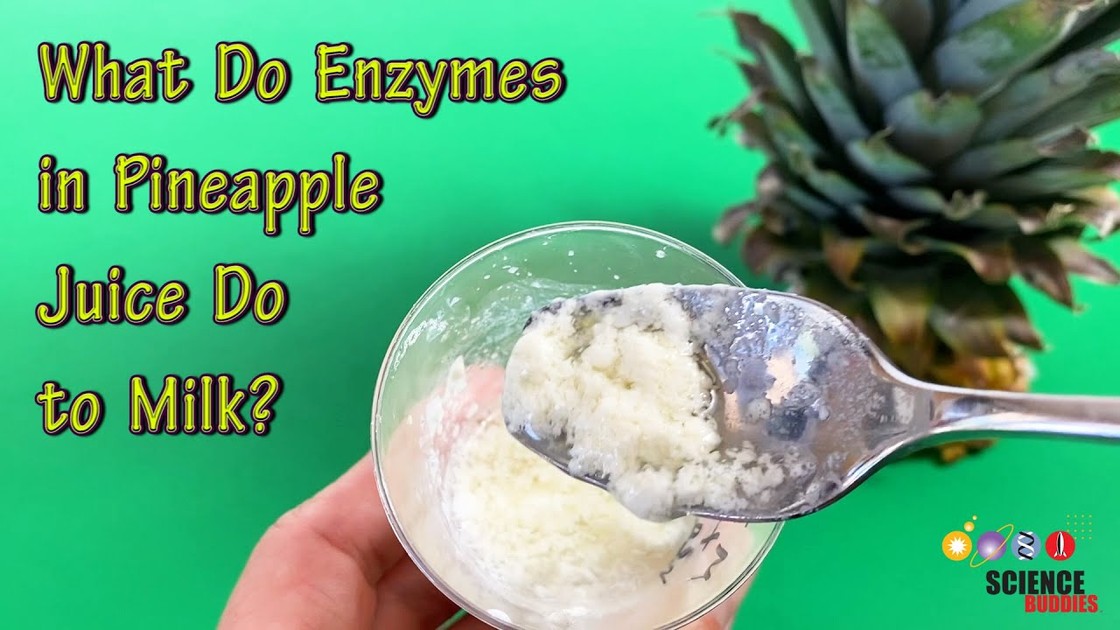 Milk Curdling with Enzymes! | STEM Activity