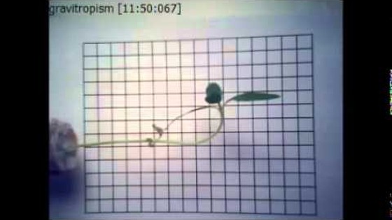 Bending Plant Roots with Gravity | Lesson Plan