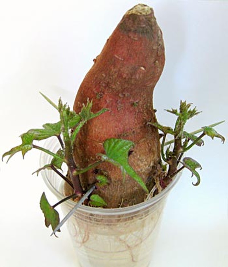 Sprouting Sweet Potatoes Slips | Science Project