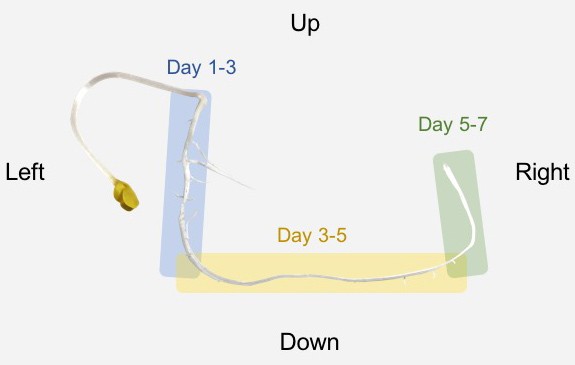 Bending Plant Roots with Gravity | Lesson Plan