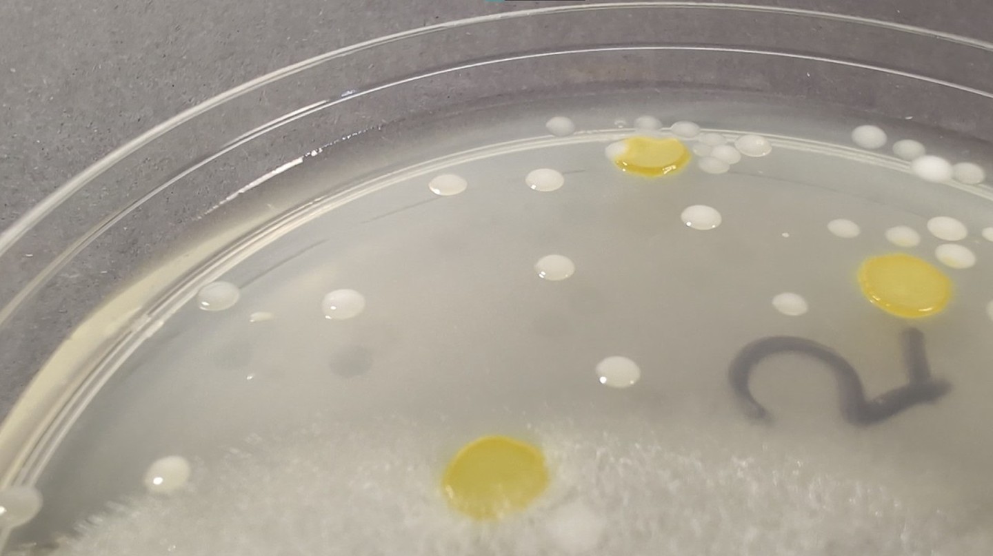 What Modern Microbes Could Survive on Early Earth? | Science Project