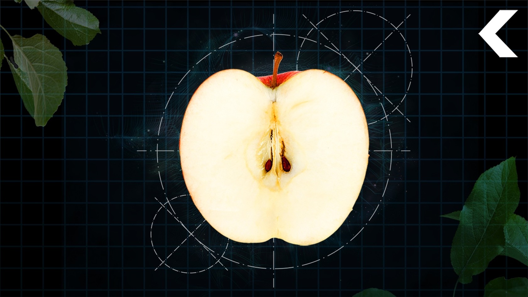 Apple Genetics: A Tasty Phenomena | Lesson Plan
