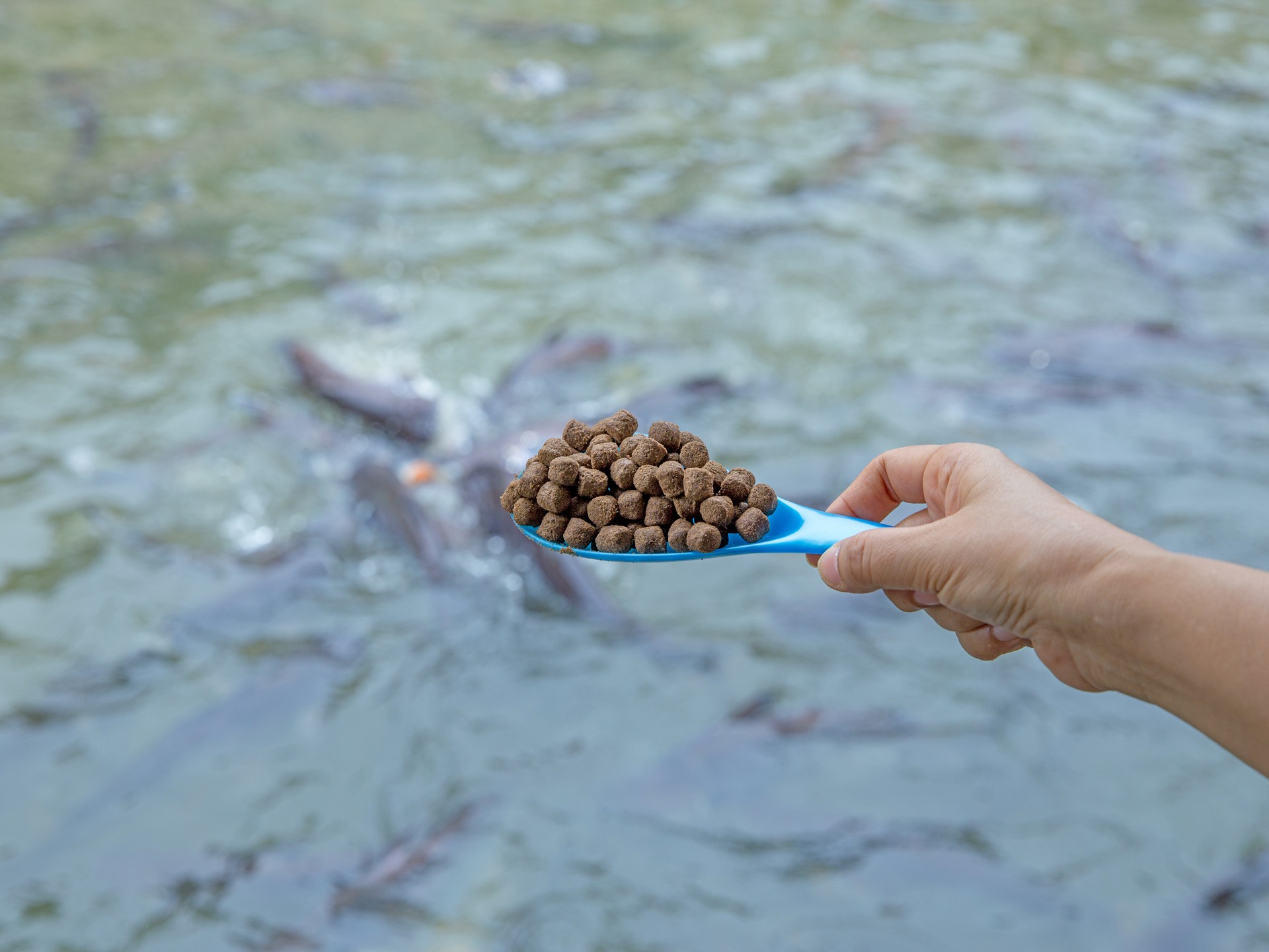 Aquarist | Science & Engineering Career