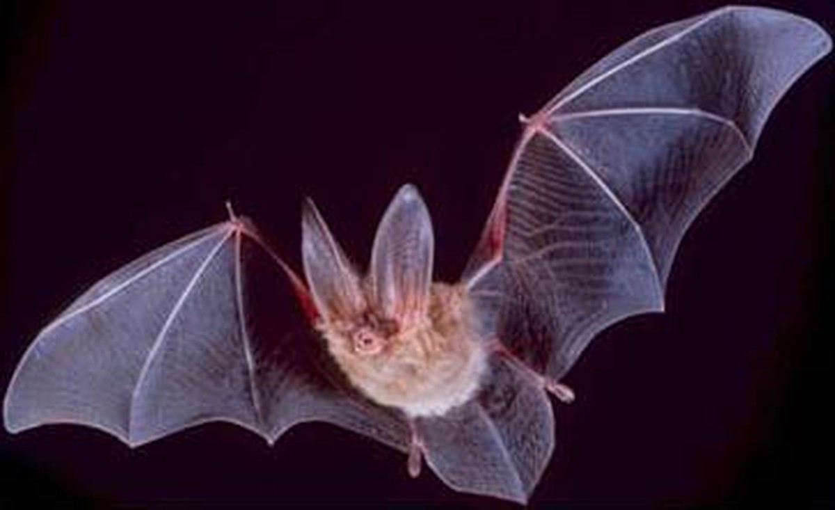 Bat Detector: Listen to the Secret Sounds of Bats | Science Project