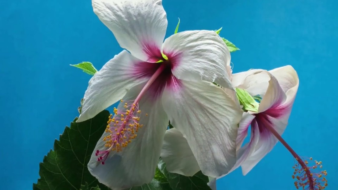 15+ Plant Science Activities and Lessons / Teach Plant Biology ...