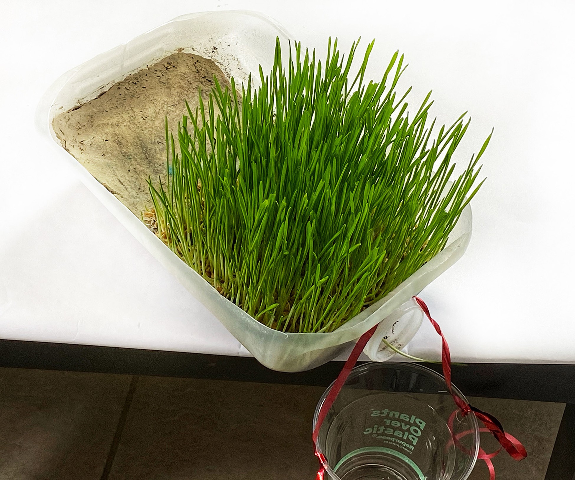 How Rain Gardens Fight Pollution and Flooding | Lesson Plan