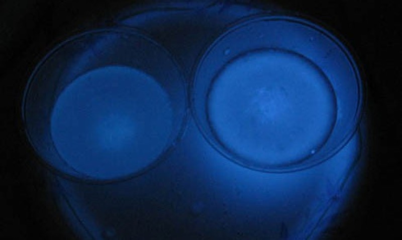 Crime Scene Chemistry—The Cool Blue Light of Luminol | Science Project