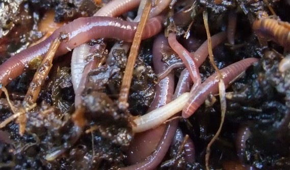 Teach About Biodiversity with Free STEM Lessons & Activities | Science ...