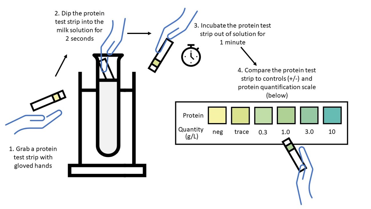 Protein Content of Different Plant-Based Milk Sources | Science Project