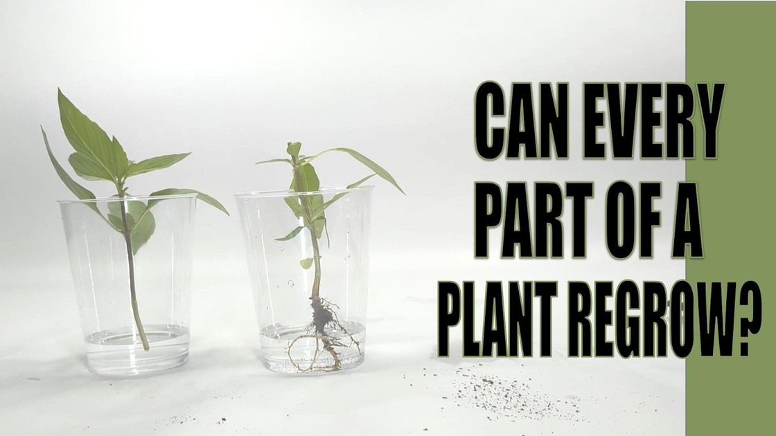 15+ Plant Science Activities and Lessons / Teach Plant Biology ...