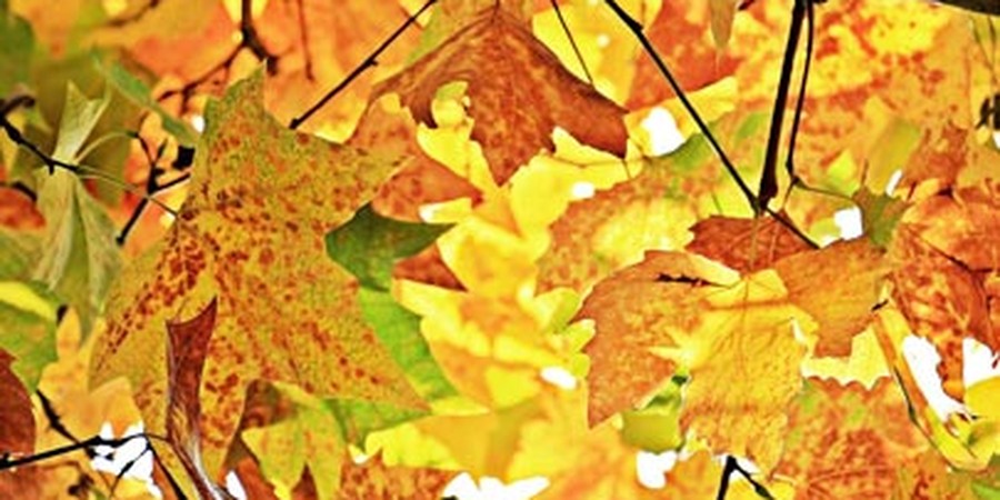 Find the Hidden Colors of Leaves | STEM Activity