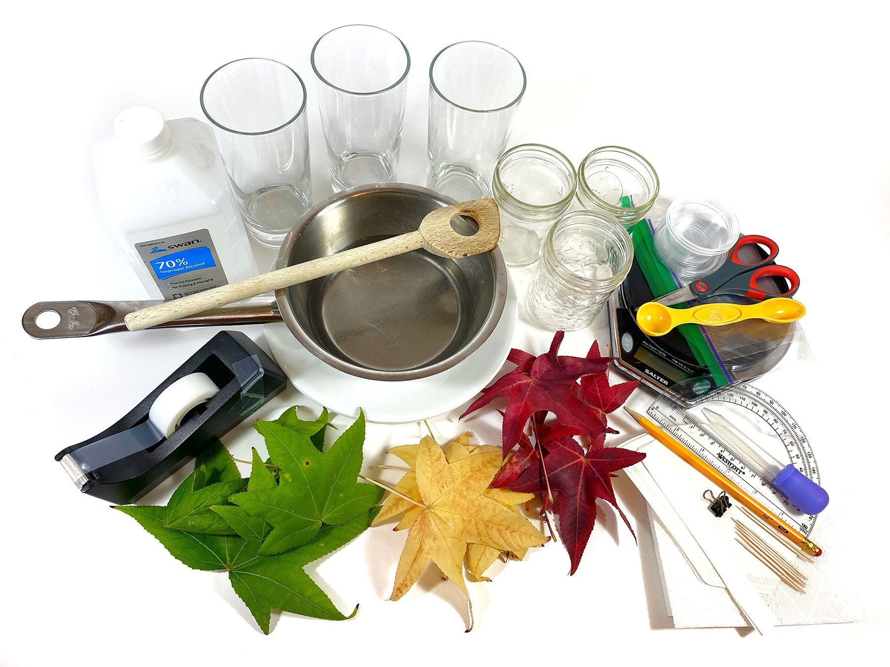 Find the Hidden Colors of Leaves | STEM Activity