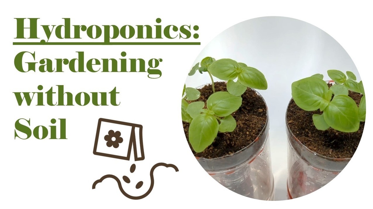 Hydroponics Made Easy Science Activity | STEM Activity