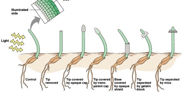Experiment with Plant Growth Science Projects
