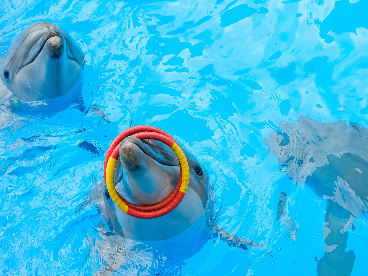 Aquarist | Science & Engineering Career