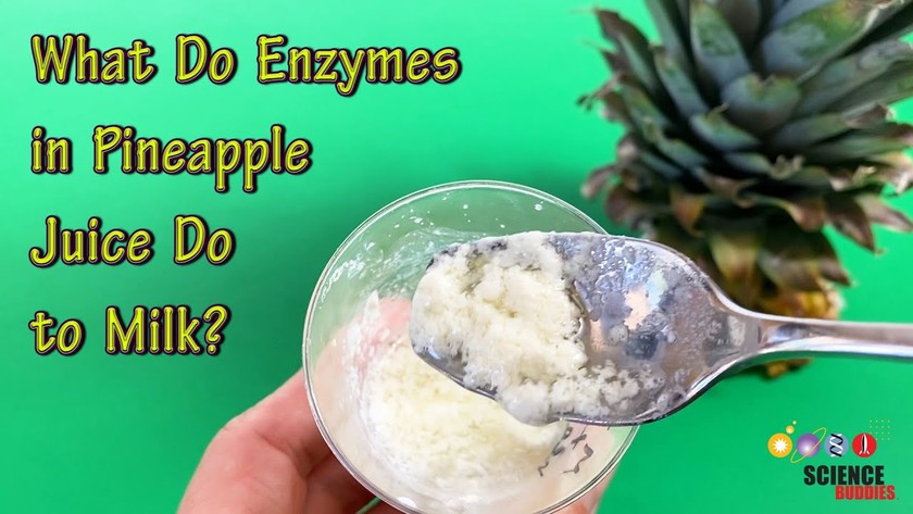 Milk Curdling with Enzymes! | STEM Activity