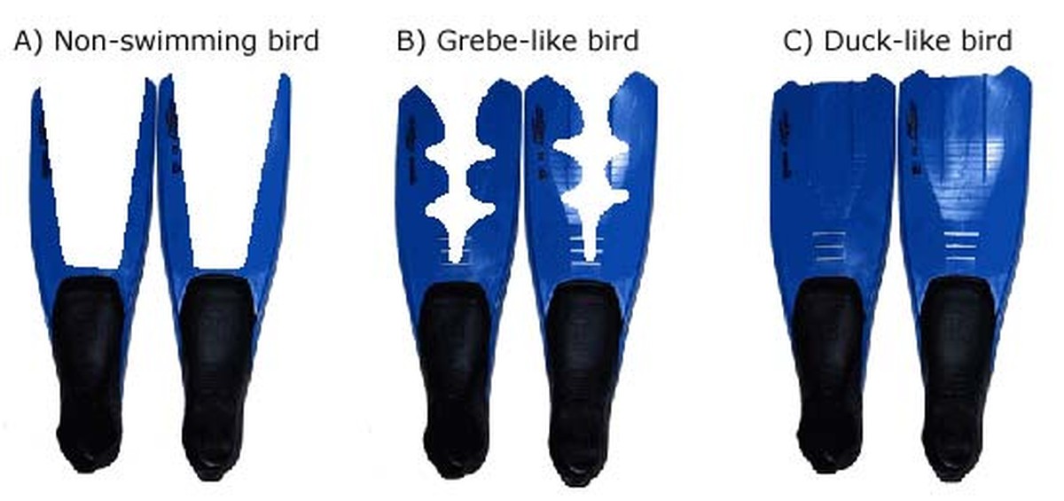The Swimming Secrets of Duck Feet | Science Project