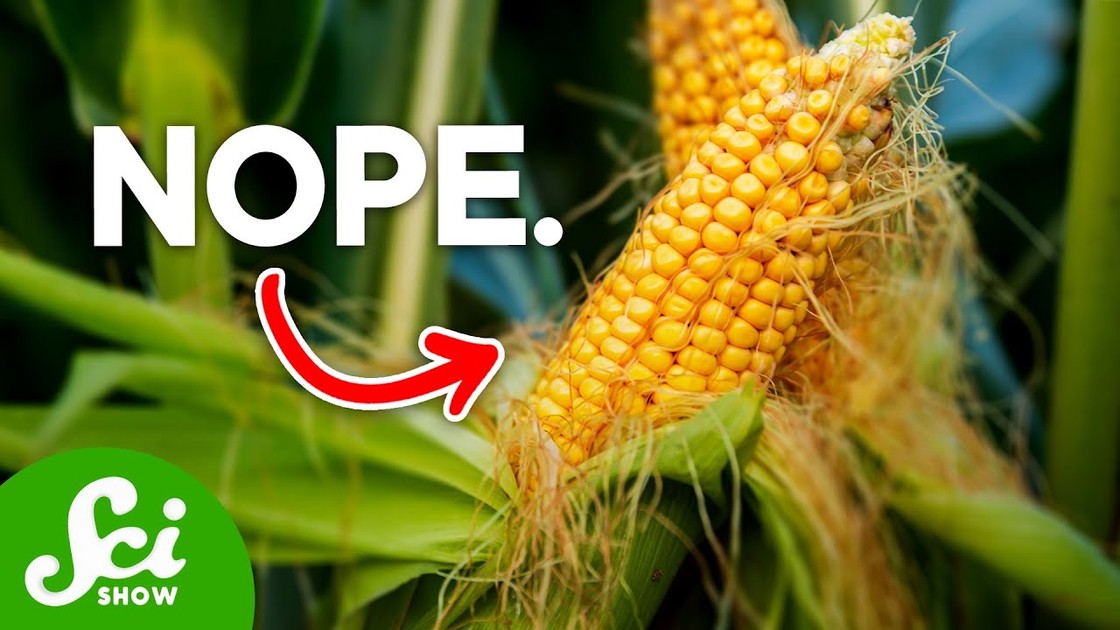 The Making of a GMO Crop | Lesson Plan