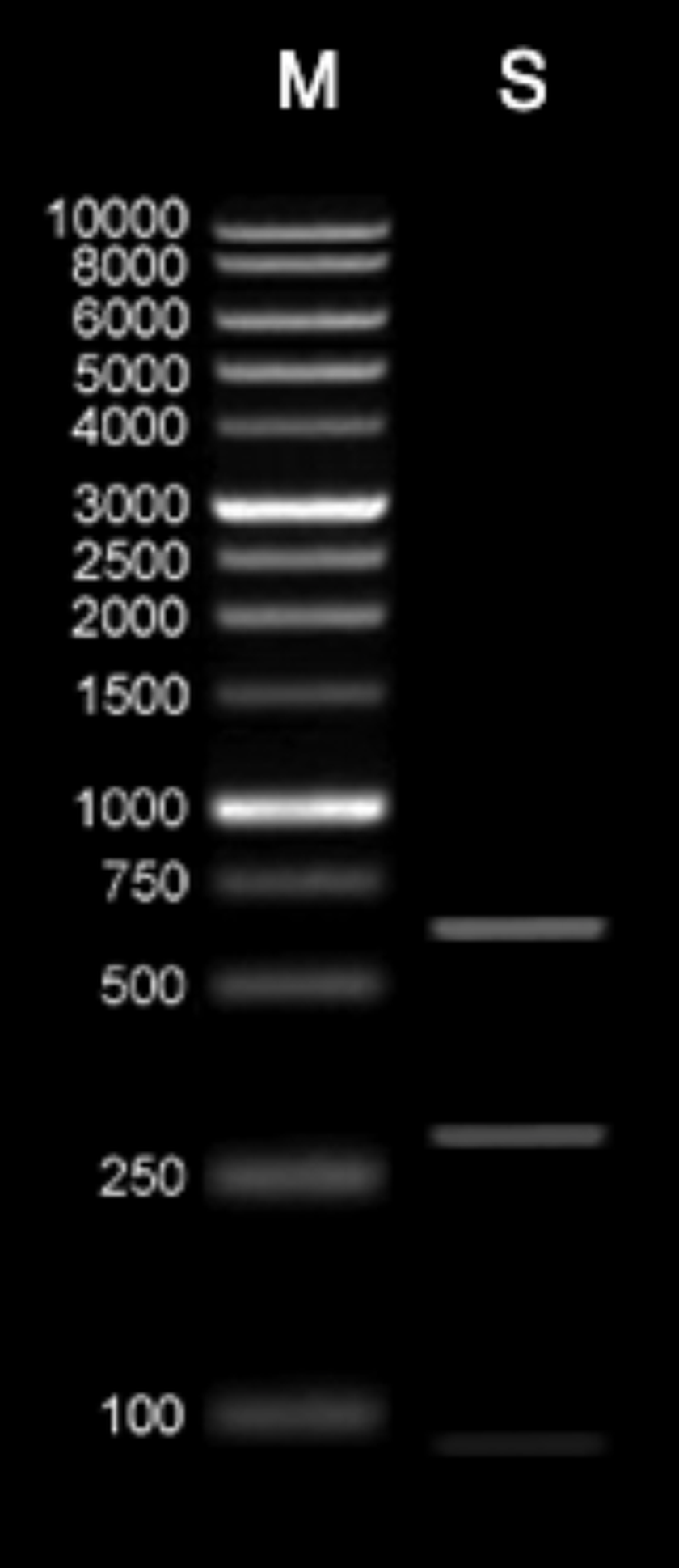 What Makes a DNA Fingerprint Unique? | Science Project