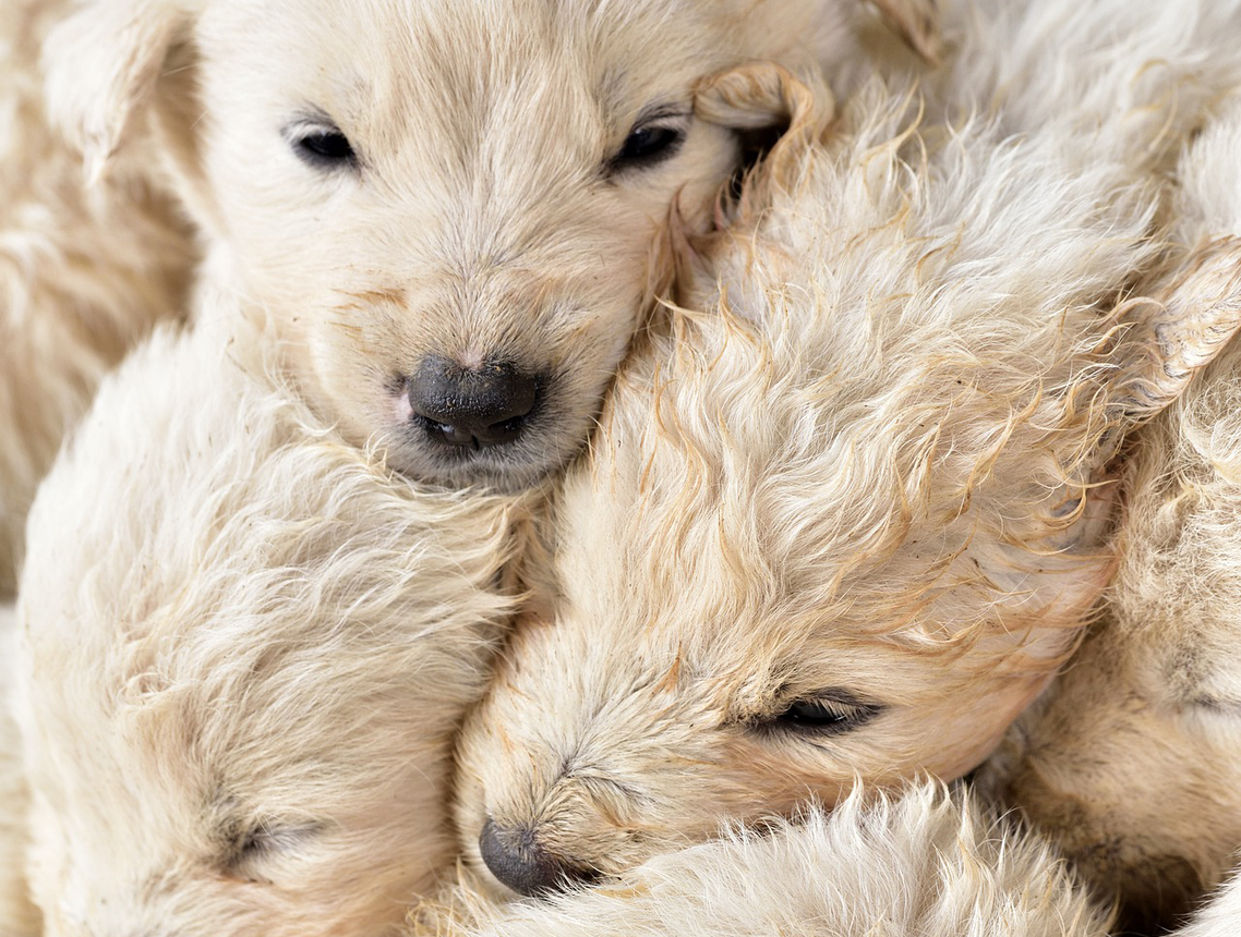 19 Animal Science Lessons and Experiments | Science Buddies Blog