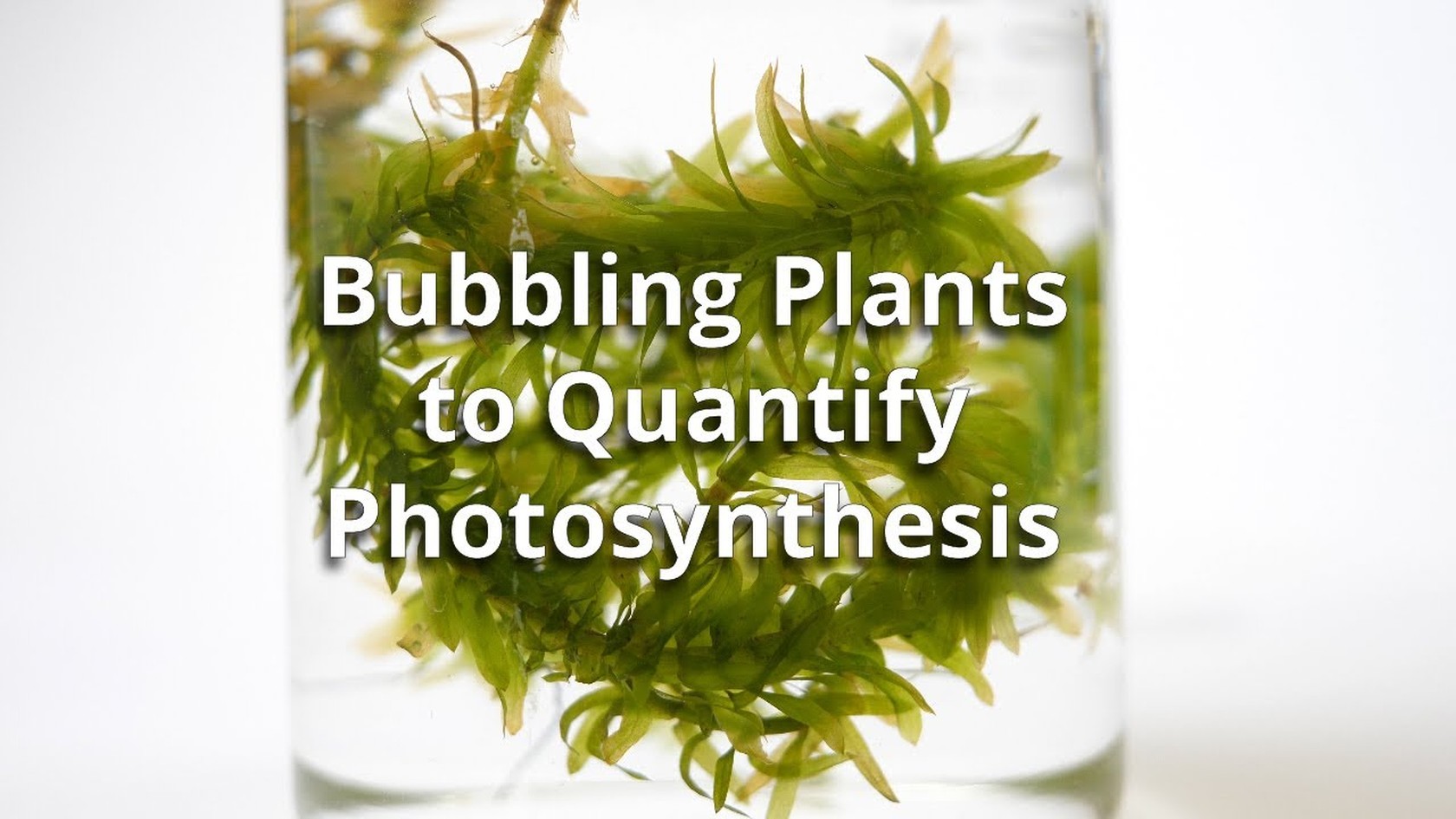 15+ Plant Science Activities and Lessons / Teach Plant Biology ...