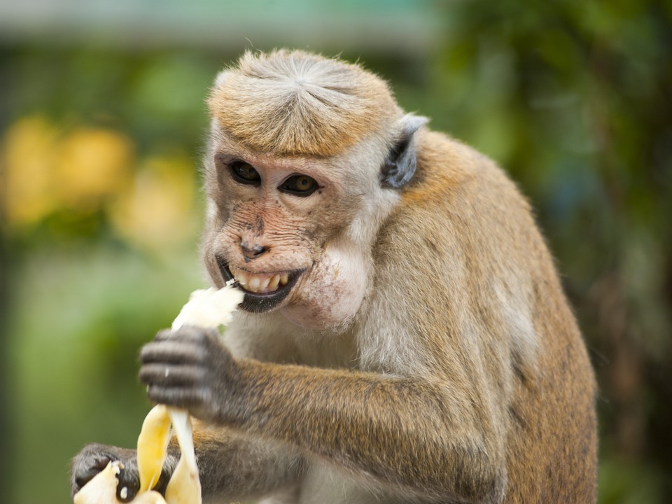 Animal Trainer | Science & Engineering Career