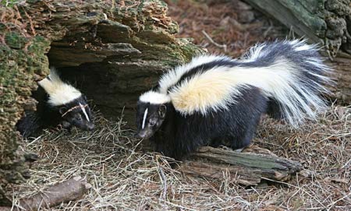 Skunk Attack! Test Different Remedies to Remove Skunk Odor | Science ...