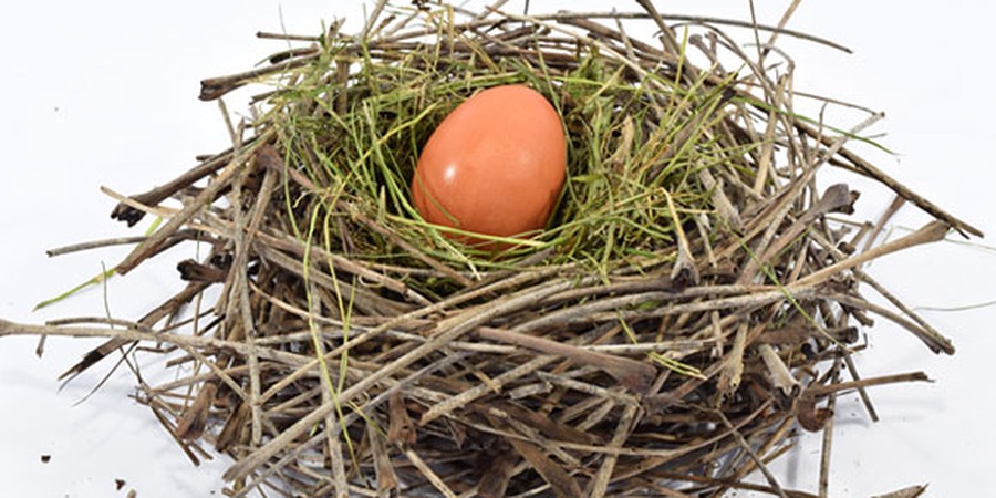 Build a Bird Feeder to Study Birds | STEM Activity