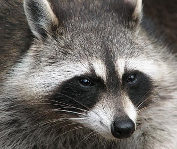 Watch Out! That Wild Animal Might Be Rabid! | Science Project