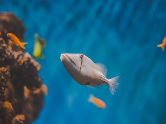 Biology Teacher | Science & Engineering Career