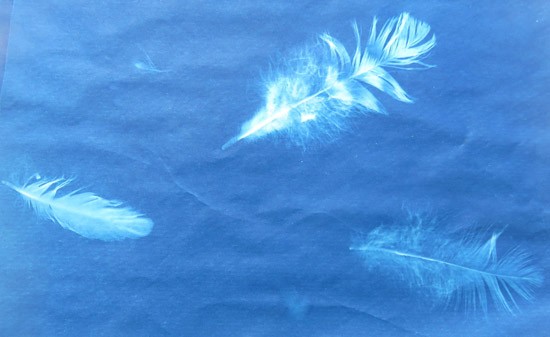 Make a Sunprint Using Objects from Nature! | STEM Activity