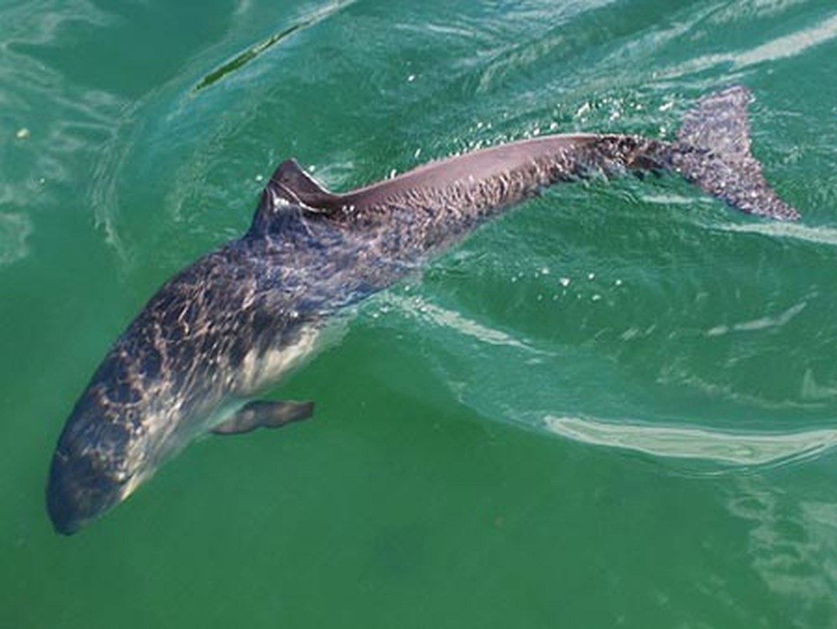 Track the Journey of Harbor Porpoises | Science Project