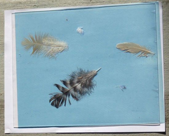 Make a Sunprint Using Objects from Nature! | STEM Activity