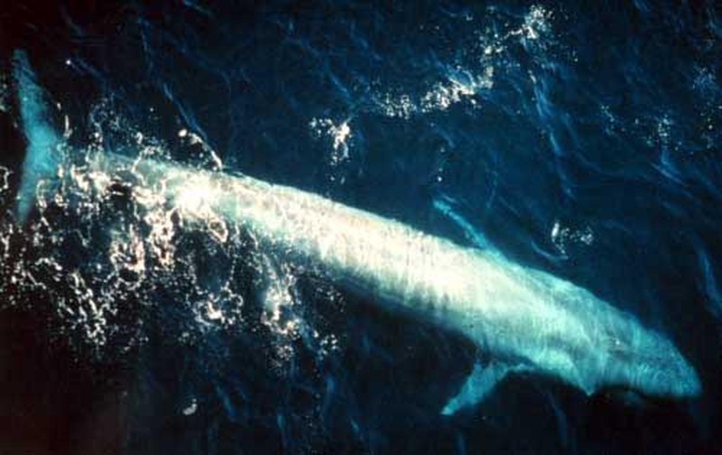 Use DNA Sequencing to Trace the Blue Whale's Evolutionary Tree ...