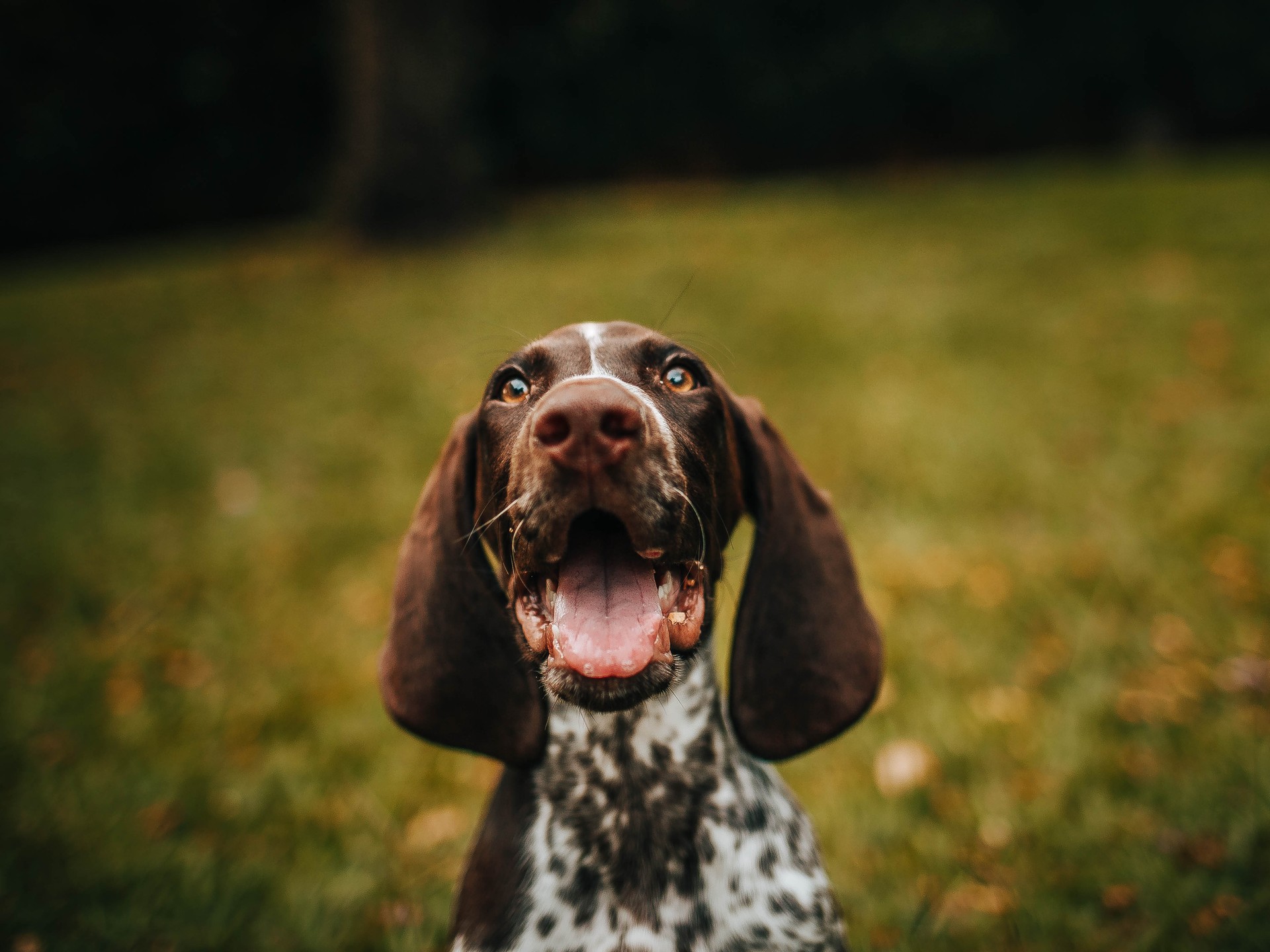 Animal Breeder | Science & Engineering Career