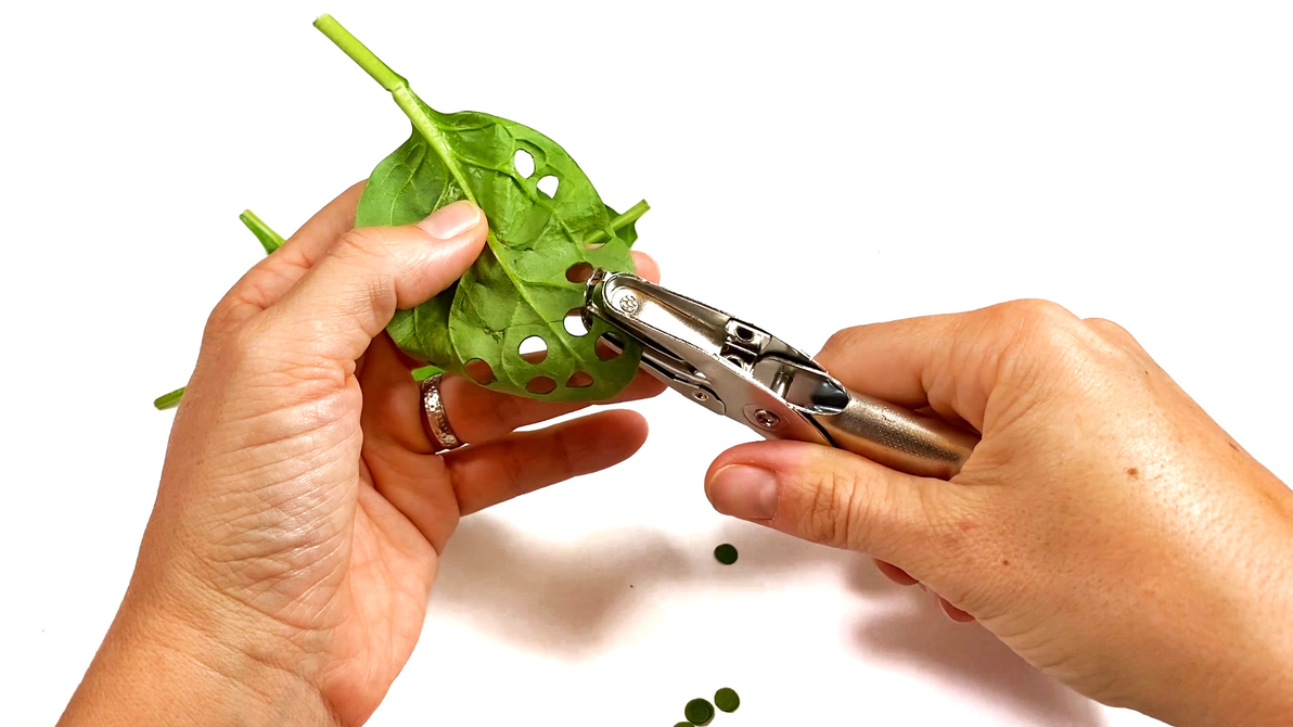 15+ Plant Science Activities and Lessons / Teach Plant Biology ...