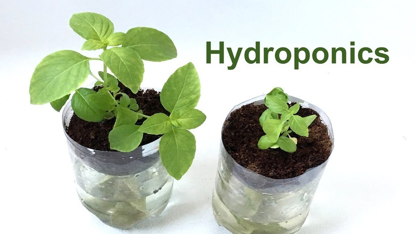 15+ Plant Science Activities and Lessons / Teach Plant Biology ...