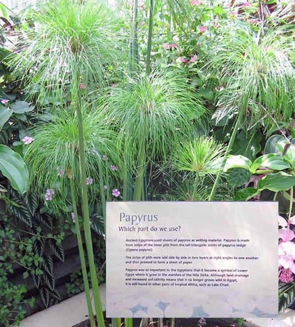 Pounding Papyrus: How Ancient Egyptians Made the World's First Paper ...