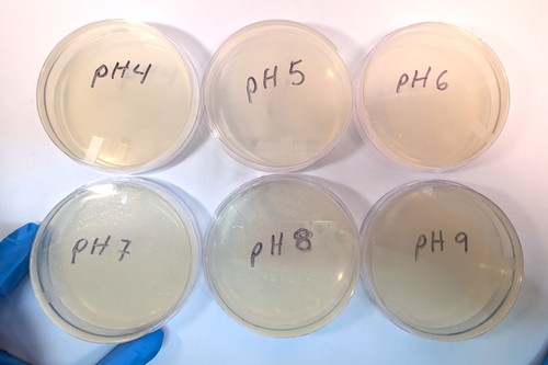 What Modern Microbes Could Survive on Early Earth? | Science Project