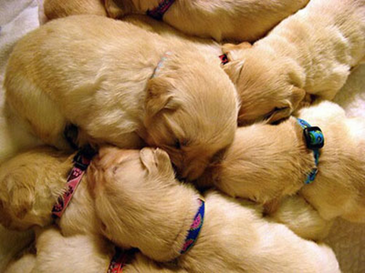 Huddle & Cuddle: How Puppies Keep Warm | Science Project